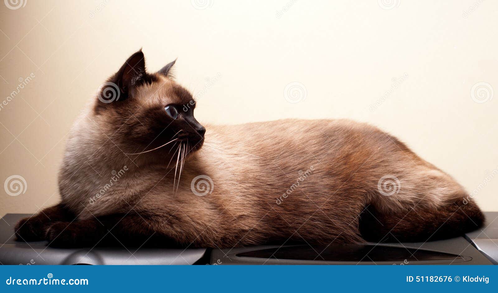 Siamese cat stock photo. Image of blue, rest, colour - 51182676