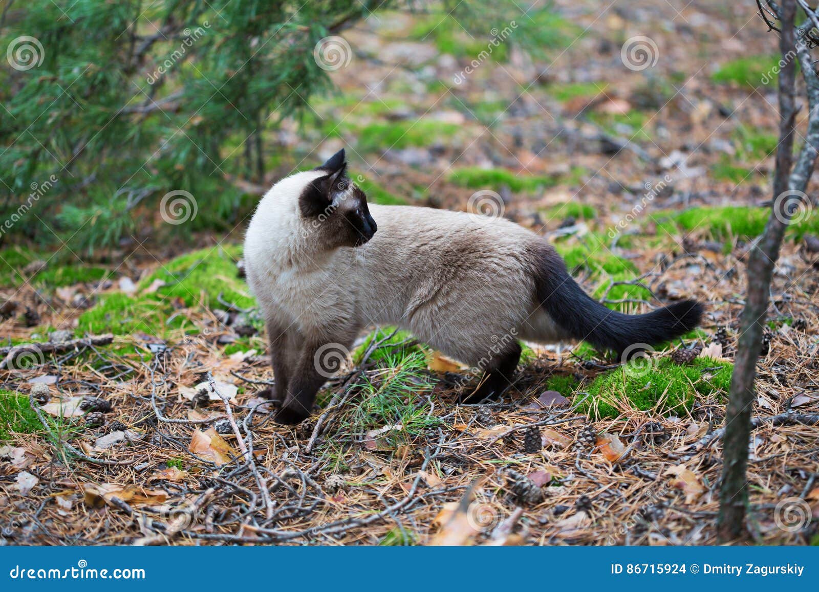 Siamese Cat Walking in the Forest Stock Photo - Image of grey, garden ...