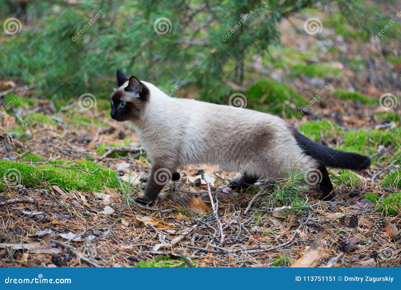 Siamese Cat Walking in the Forest Stock Image - Image of fluffy, bush ...