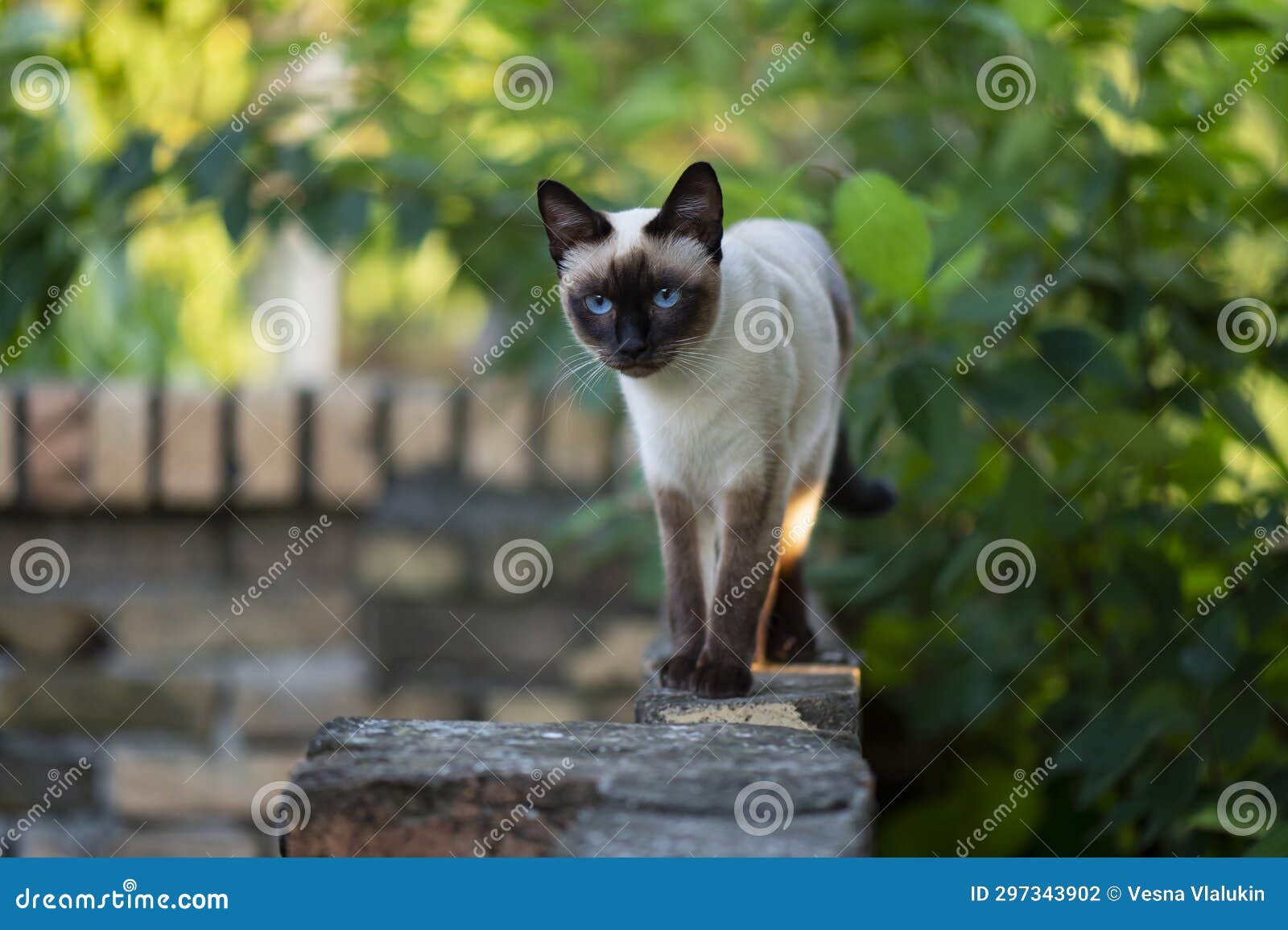 A Siamese Cat Walks Along the Wall Stock Photo - Image of meow, siamese ...