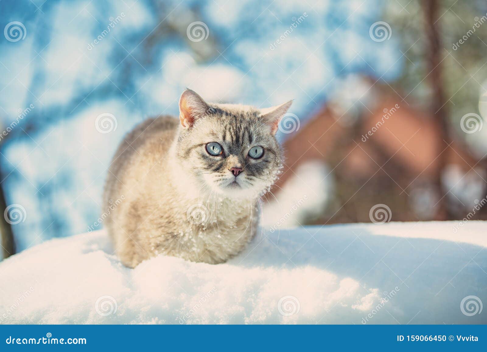 Siamese Cat Walks in Deep Snow Stock Photo - Image of breed, garden ...