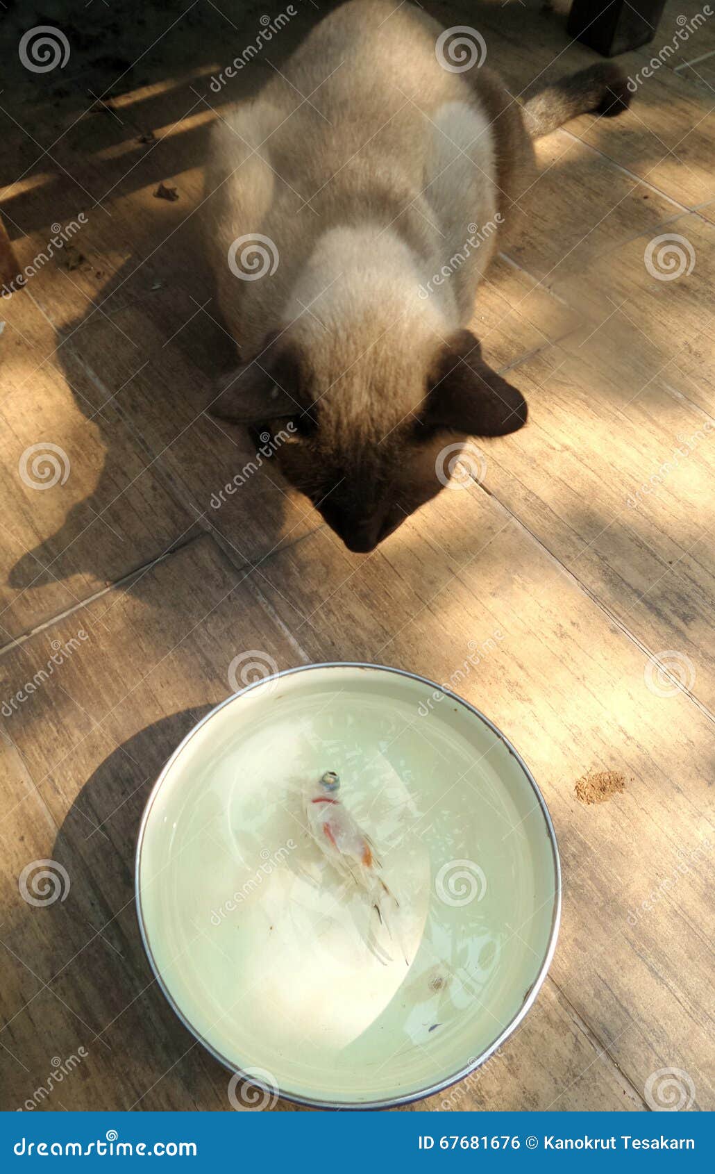 Siamese Cat Watching a Sick Gold Fish Stock Photo - Image of fish, bowl ...