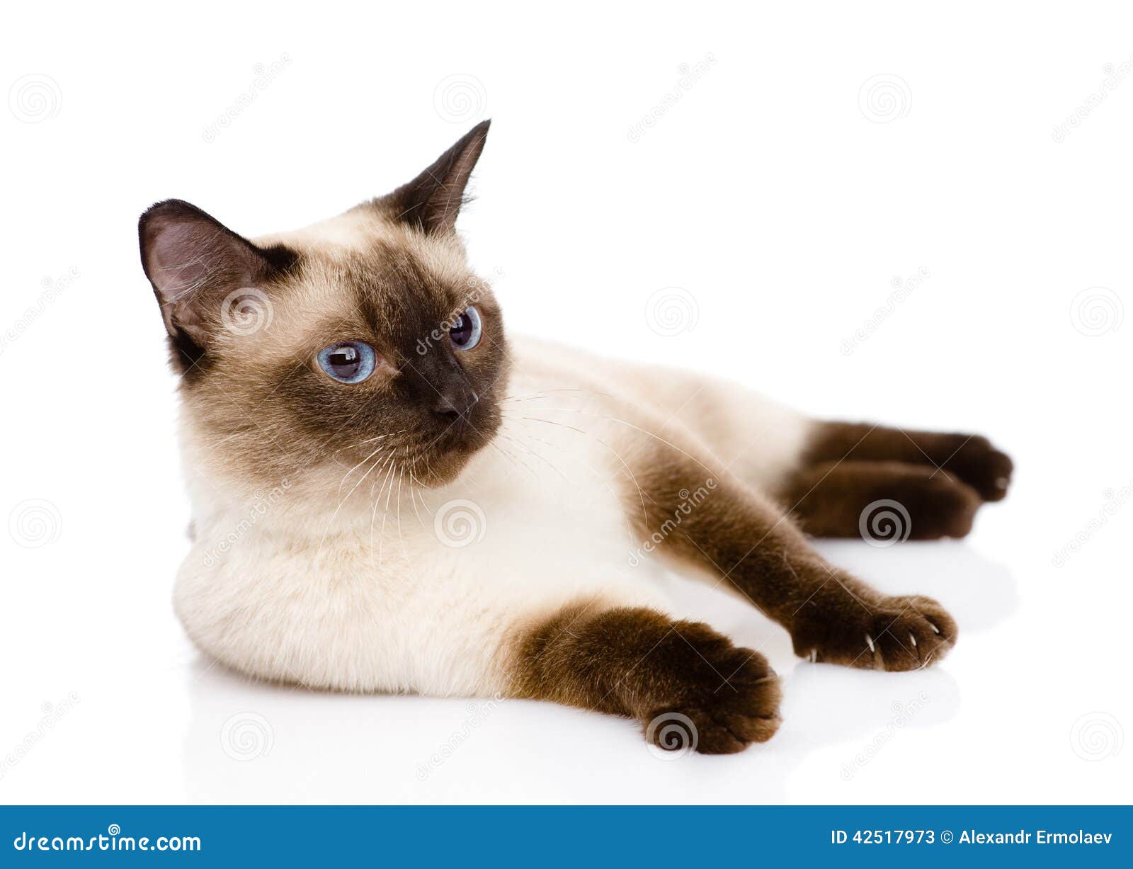 Siamese Cat. on White Background Stock Image - Image of background ...