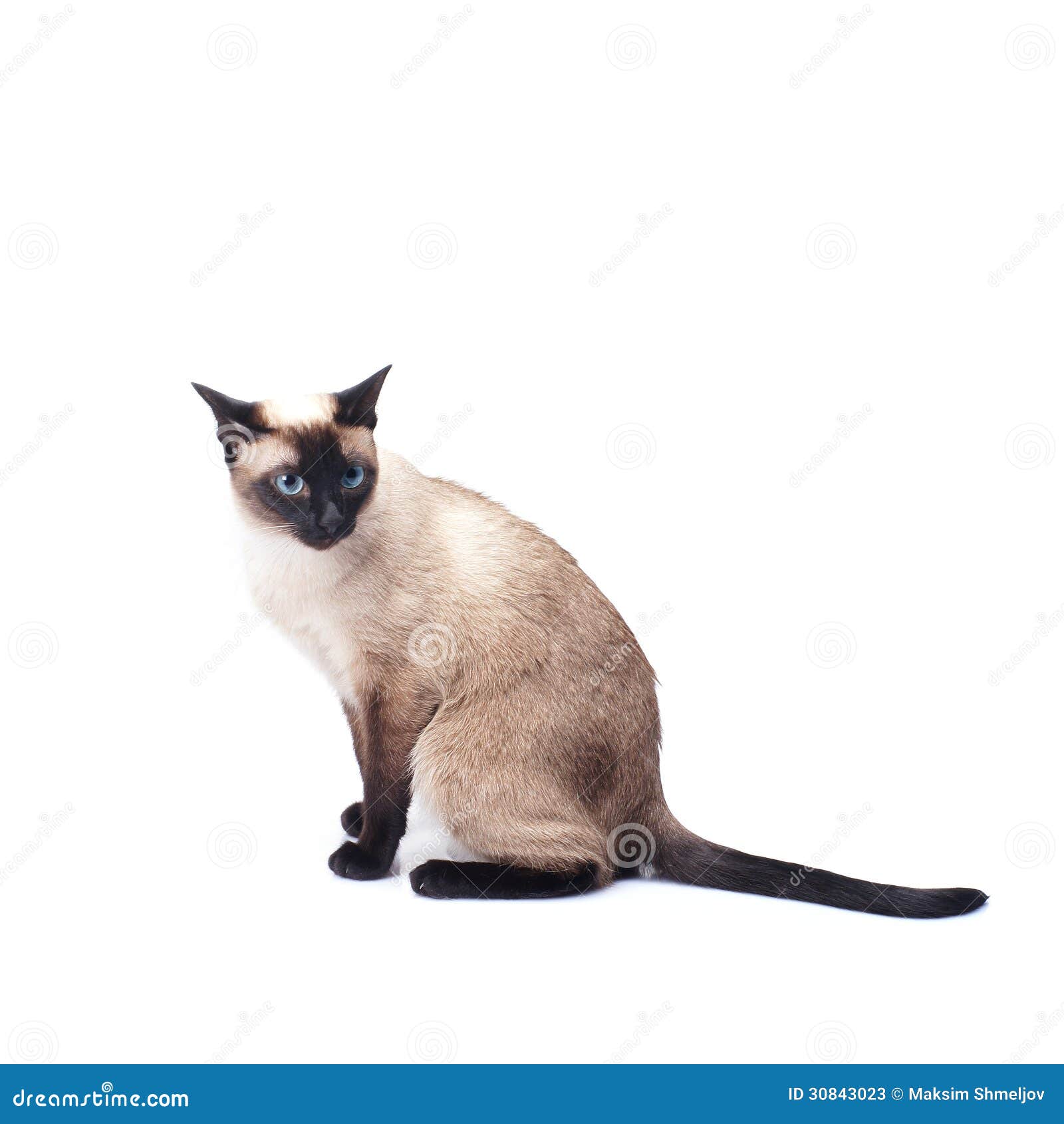 Siamese Cat on a White Background Stock Image - Image of copyspace ...