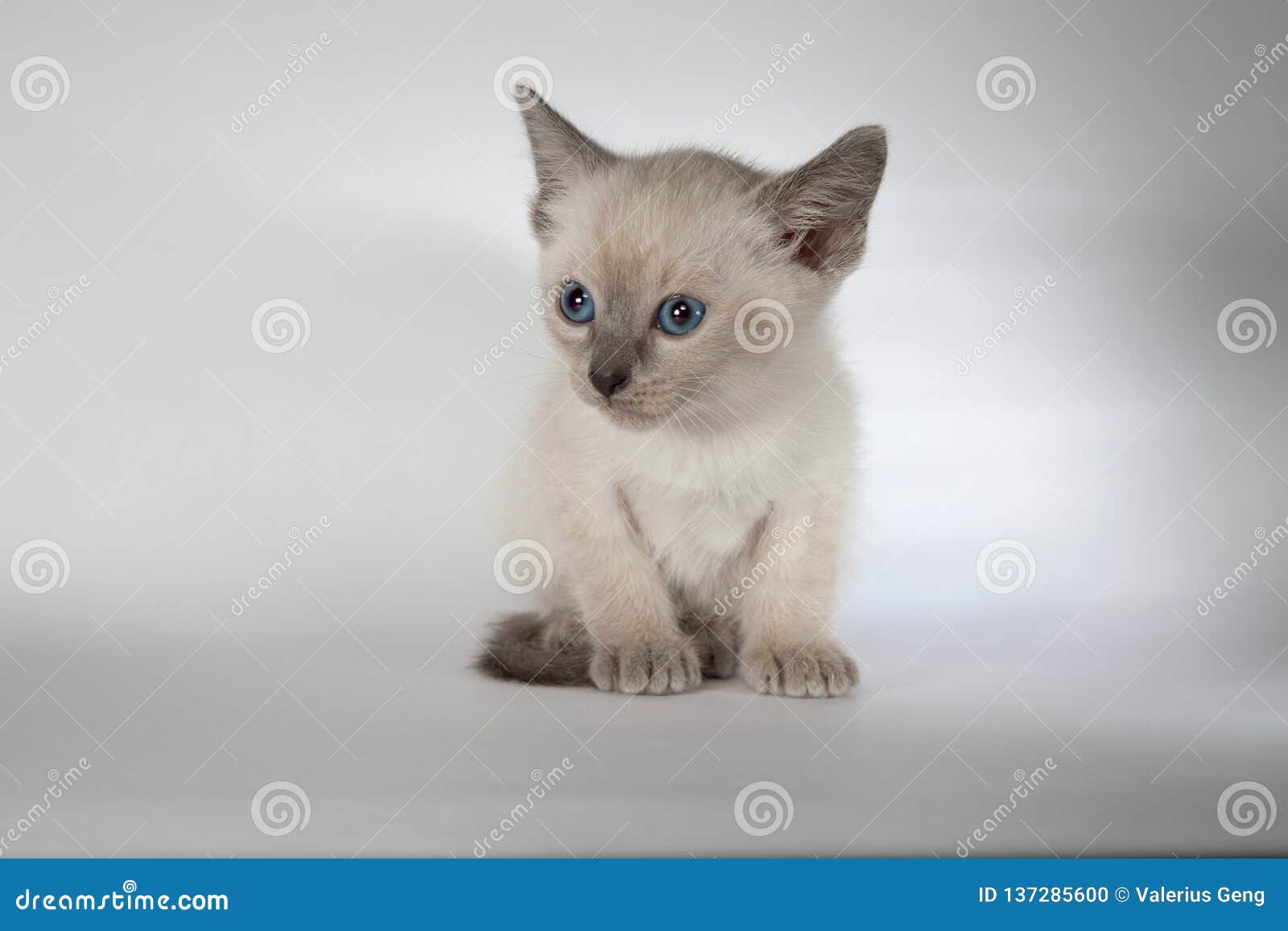 An Siamese Cat on a White Background Stock Photo - Image of gray ...