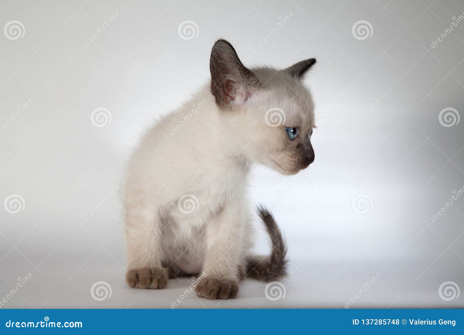 An Siamese Cat on a White Background Stock Photo - Image of animal ...