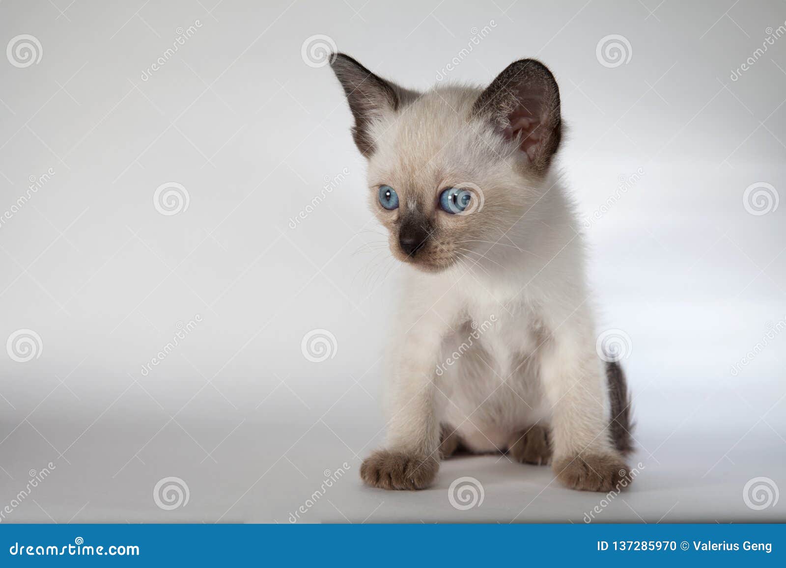 An Siamese Cat on a White Background Stock Photo - Image of blanket ...