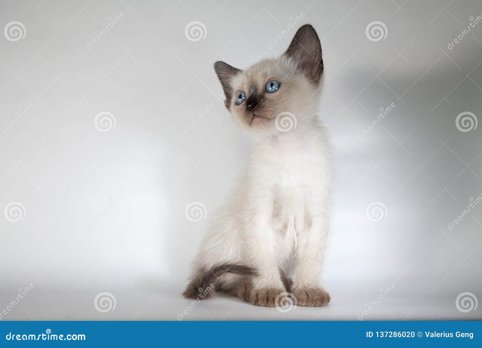 An Siamese Cat on a White Background Stock Photo - Image of siamese ...