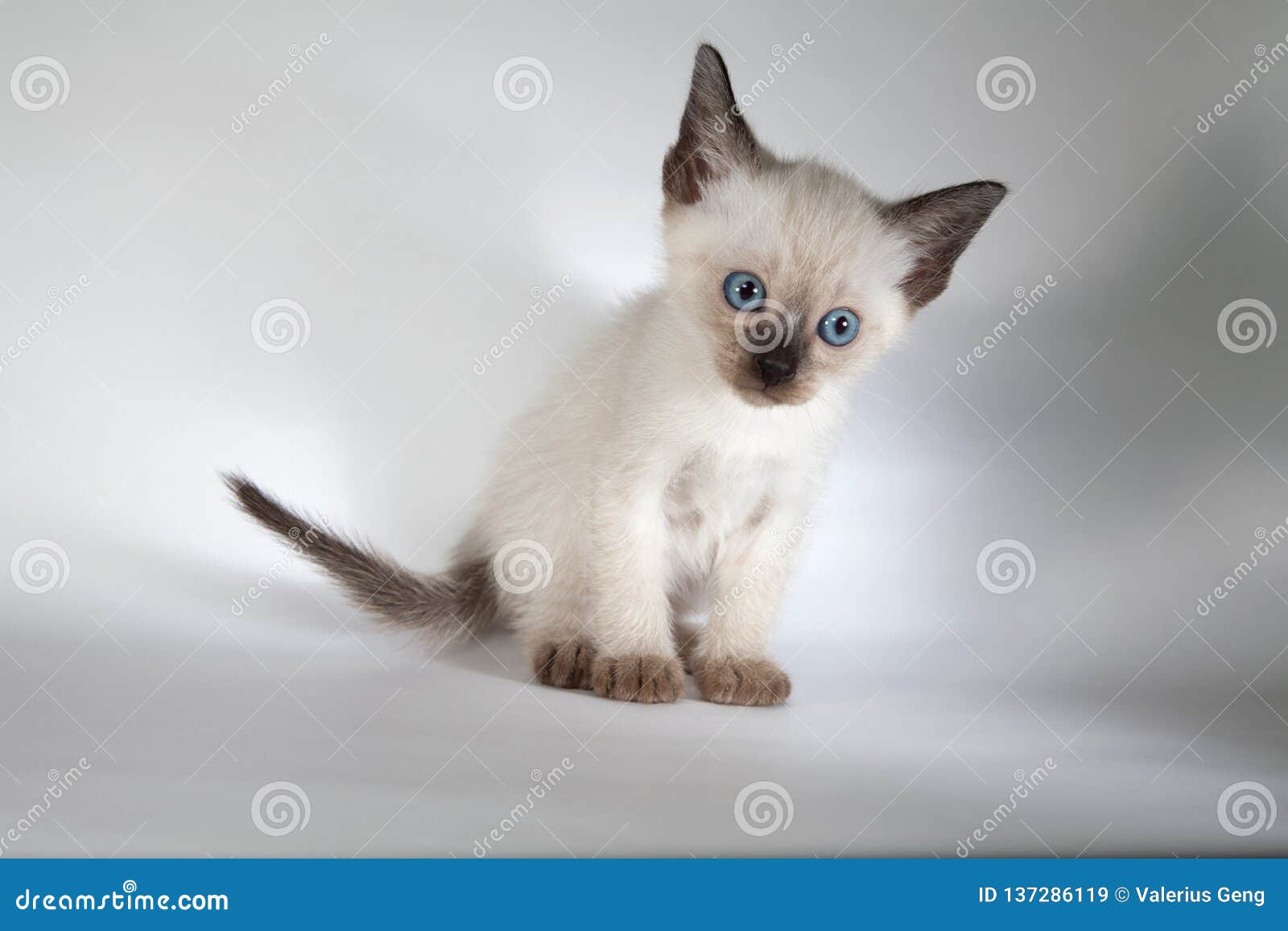 An Siamese Cat on a White Background Stock Image - Image of baby, catus ...