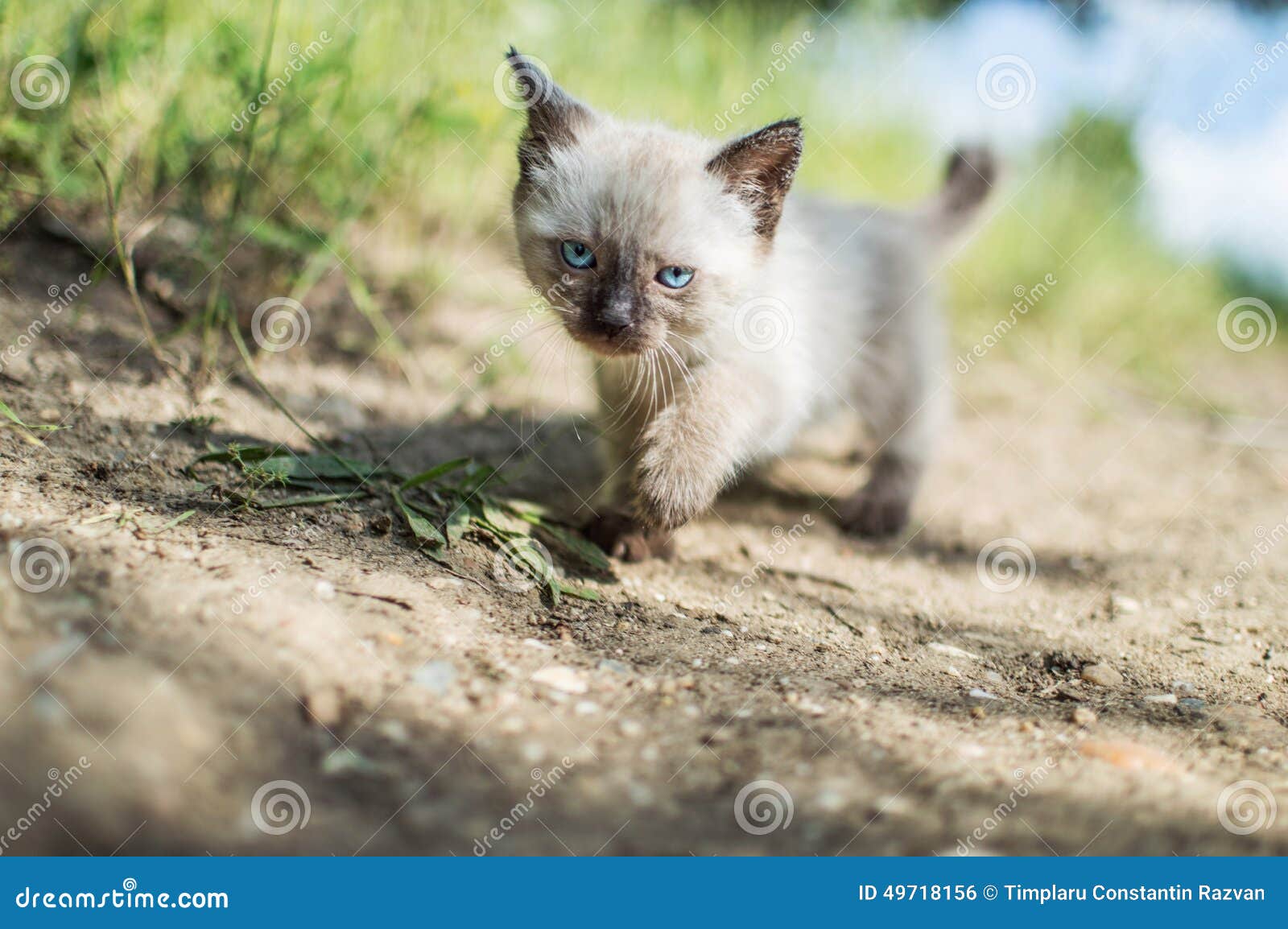 Siamese cat stock photo. Image of adorable, pretty, domestic - 49718156