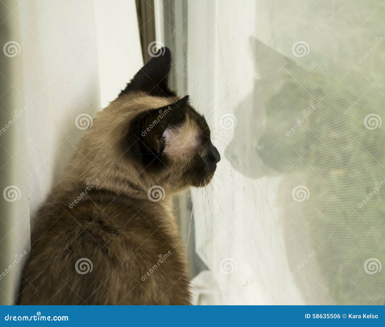 Siamese Cat in Window with Reflection Stock Photo - Image of reflect ...