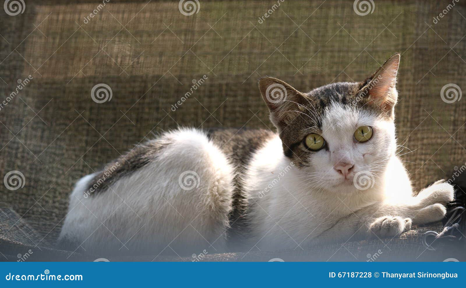 Siamese cat stock photo. Image of brown, yellow, domestic - 67187228