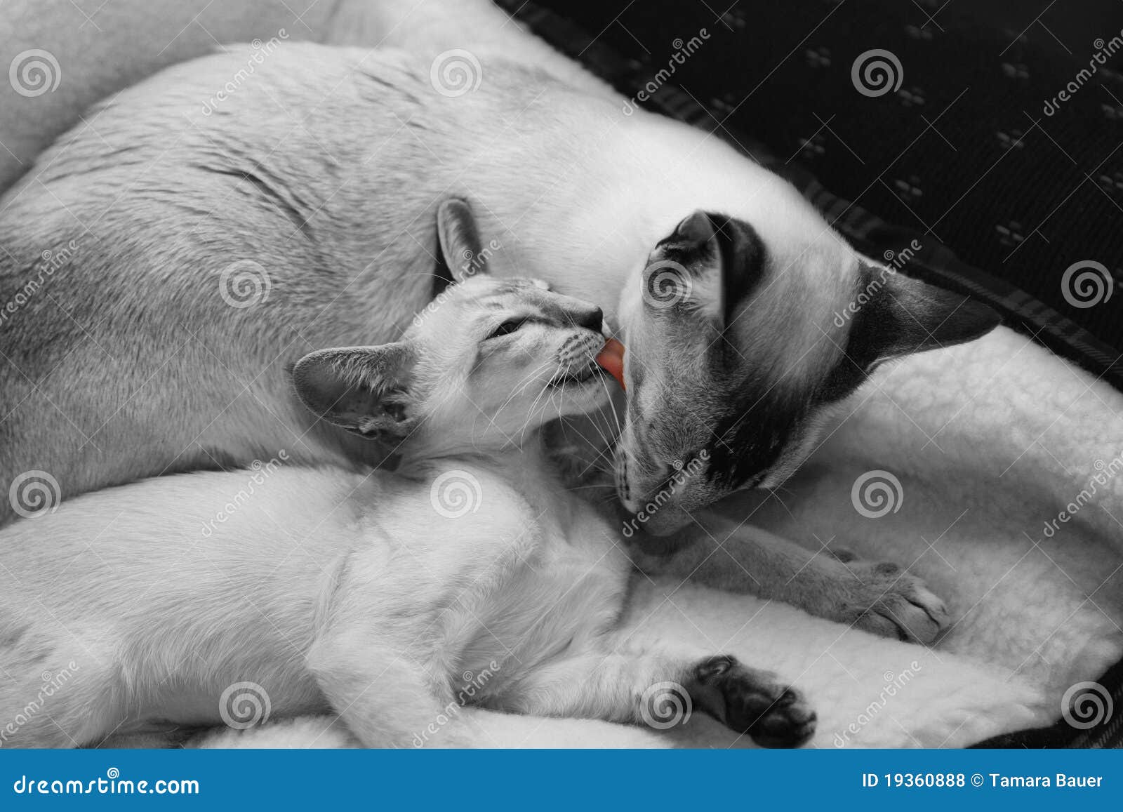 Siamese cats stock photo. Image of beautiful, kitten - 19360888
