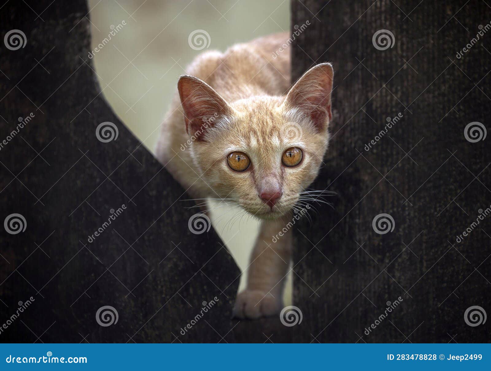 Siamese cat boy. stock photo. Image of kitten, face - 283478828