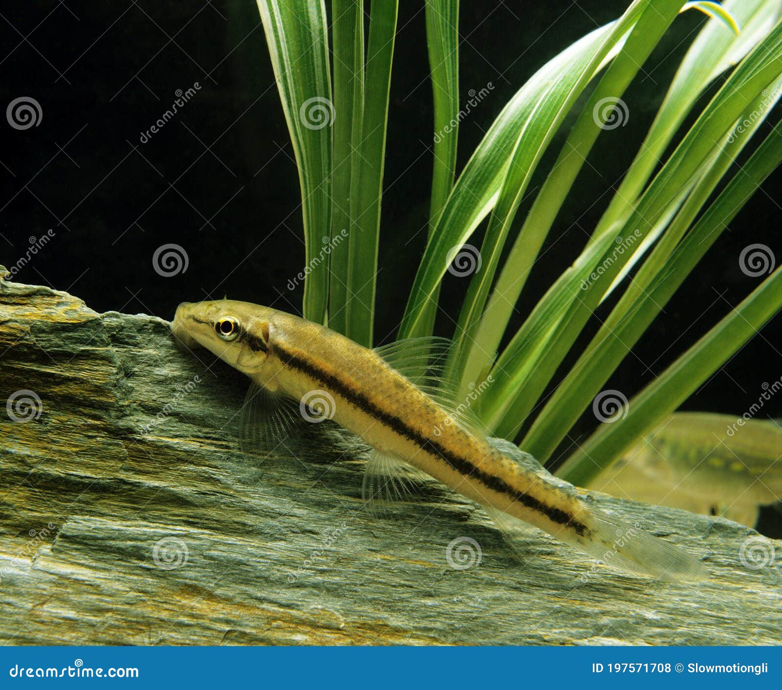 Chinese Algae Eater Catfish Stock Photography | CartoonDealer.com #44112470
