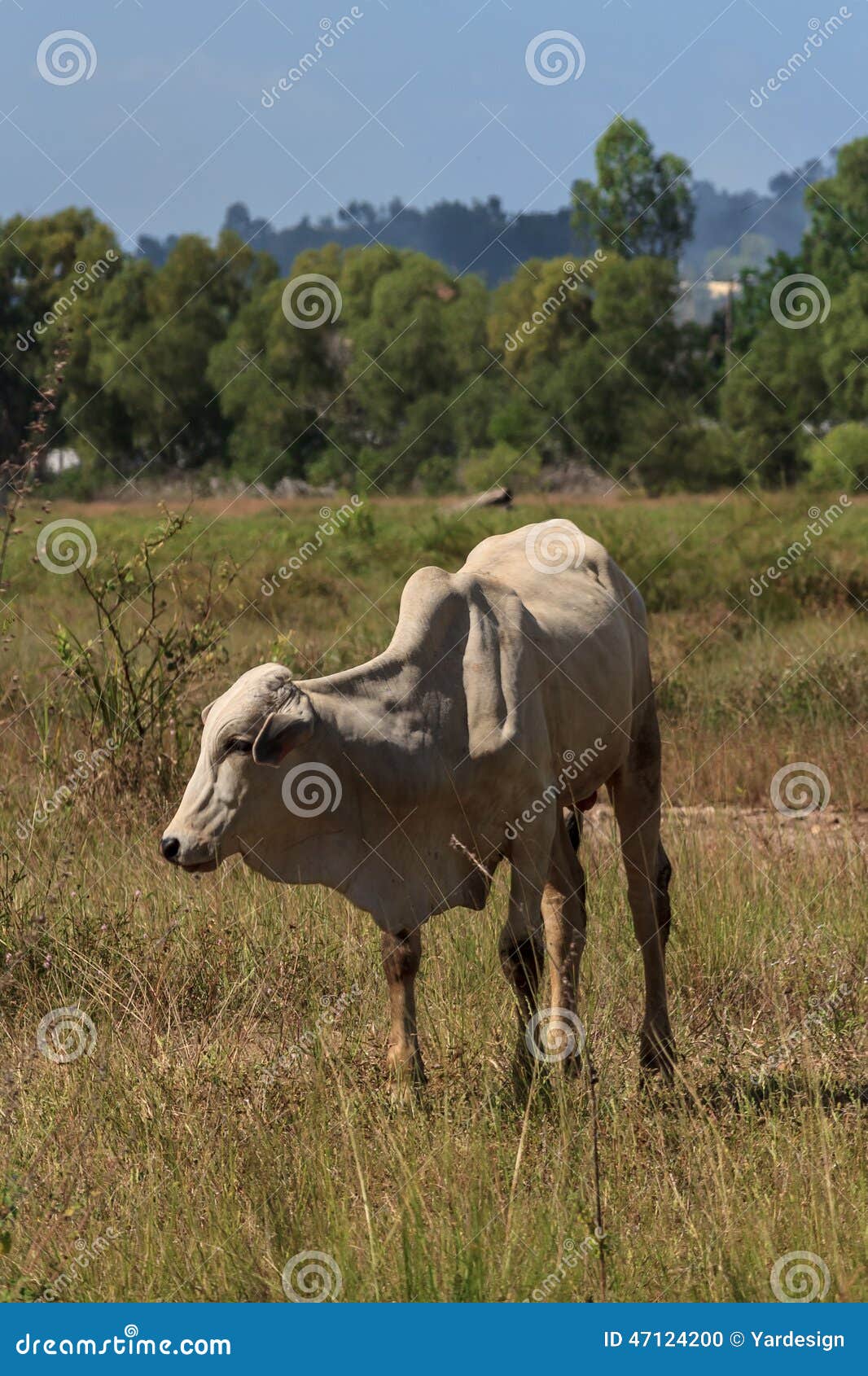 Siamese cow in a field stock photo. Image of meat, beef - 47124200