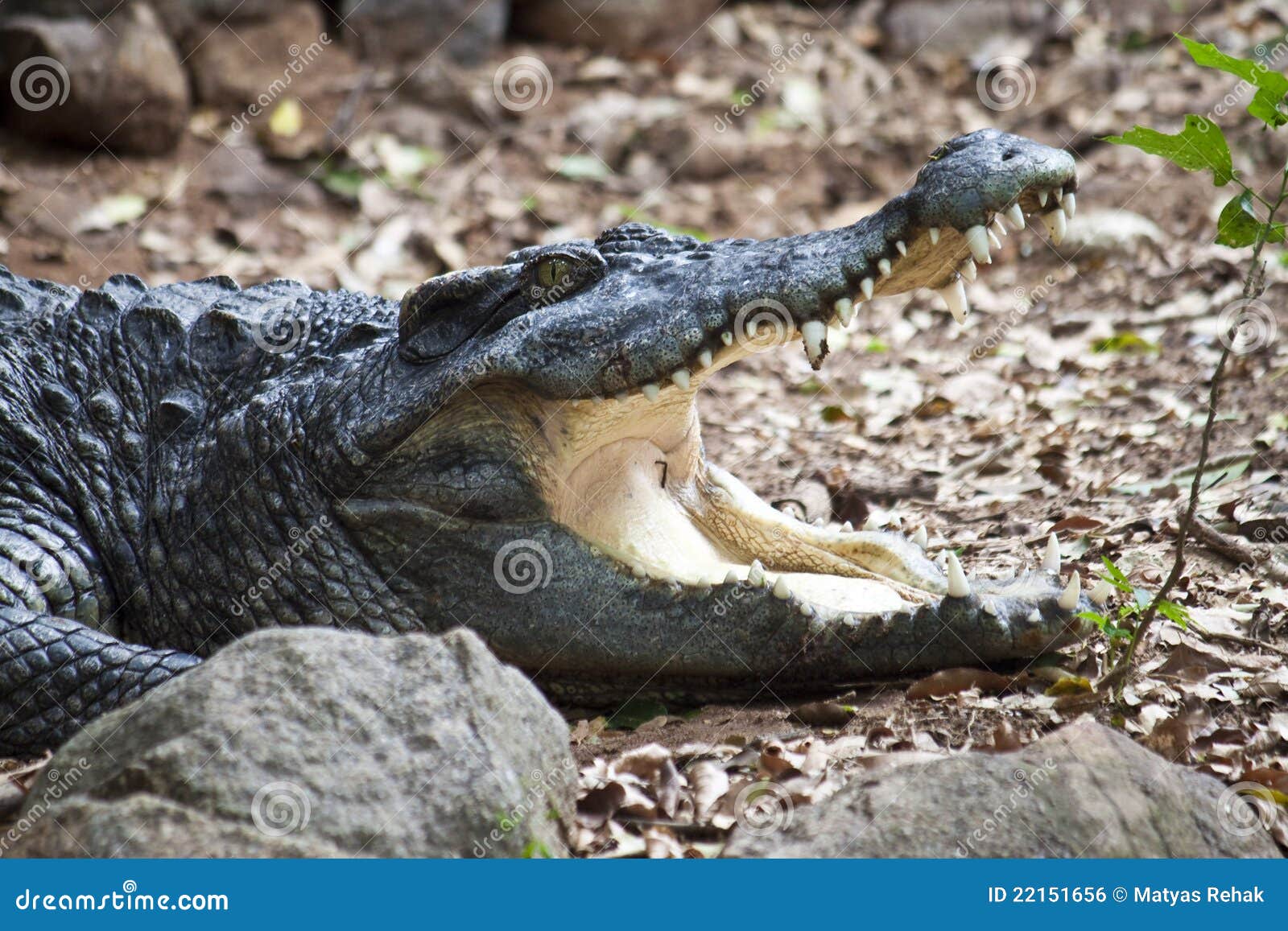 Siamese crocodile stock photo. Image of croc, jaws, hunter - 22151656
