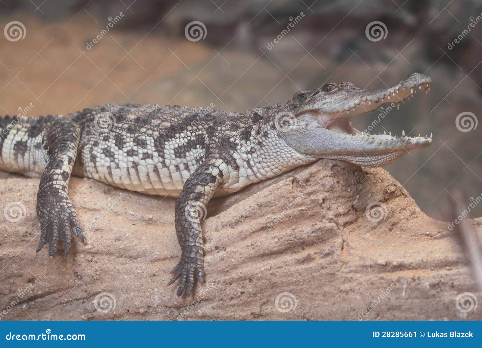 Siamese crocodile stock image. Image of siamese, open - 28285661