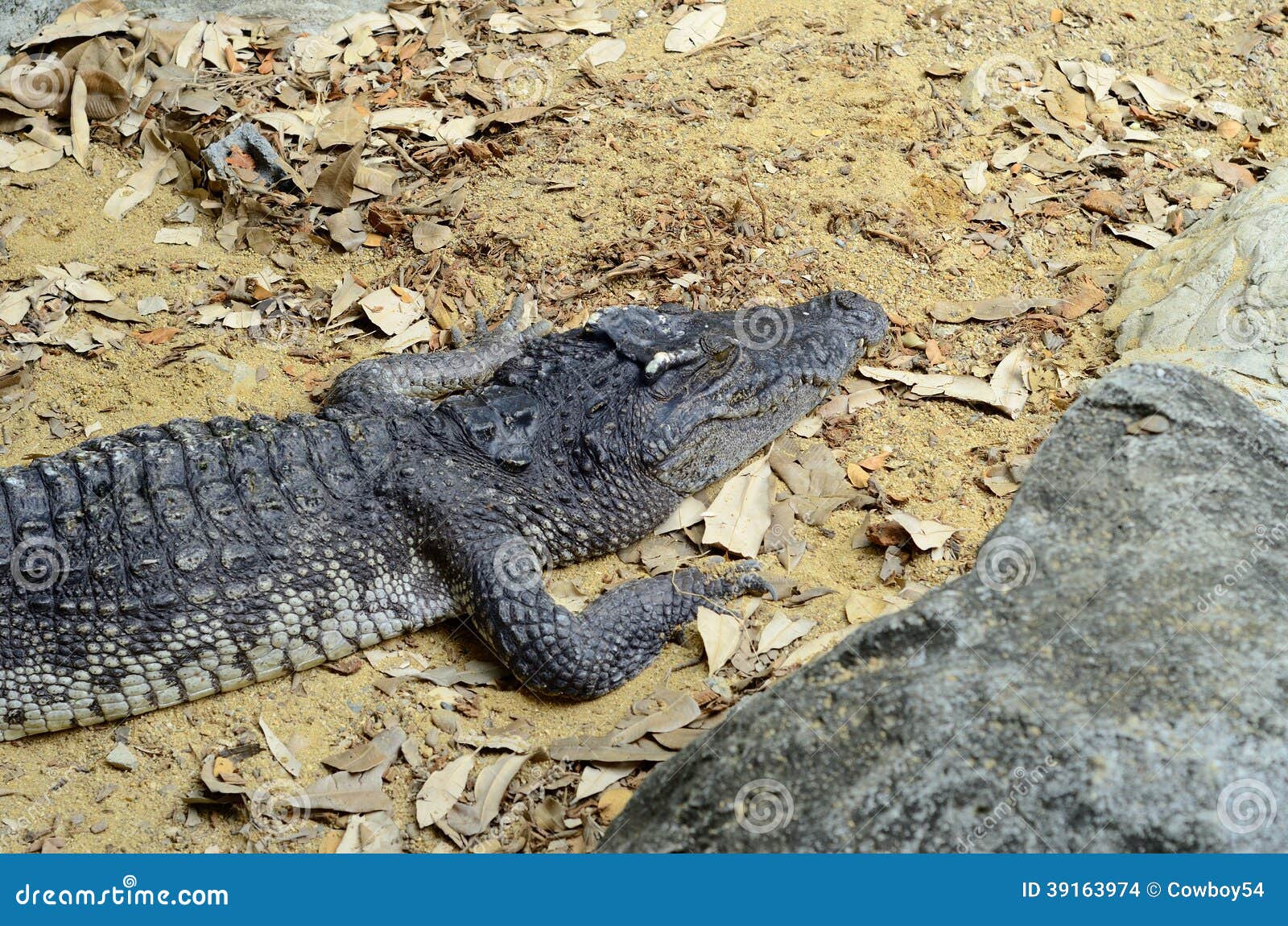 Siamese crocodile stock photo. Image of asian, leaf, nature - 39163974