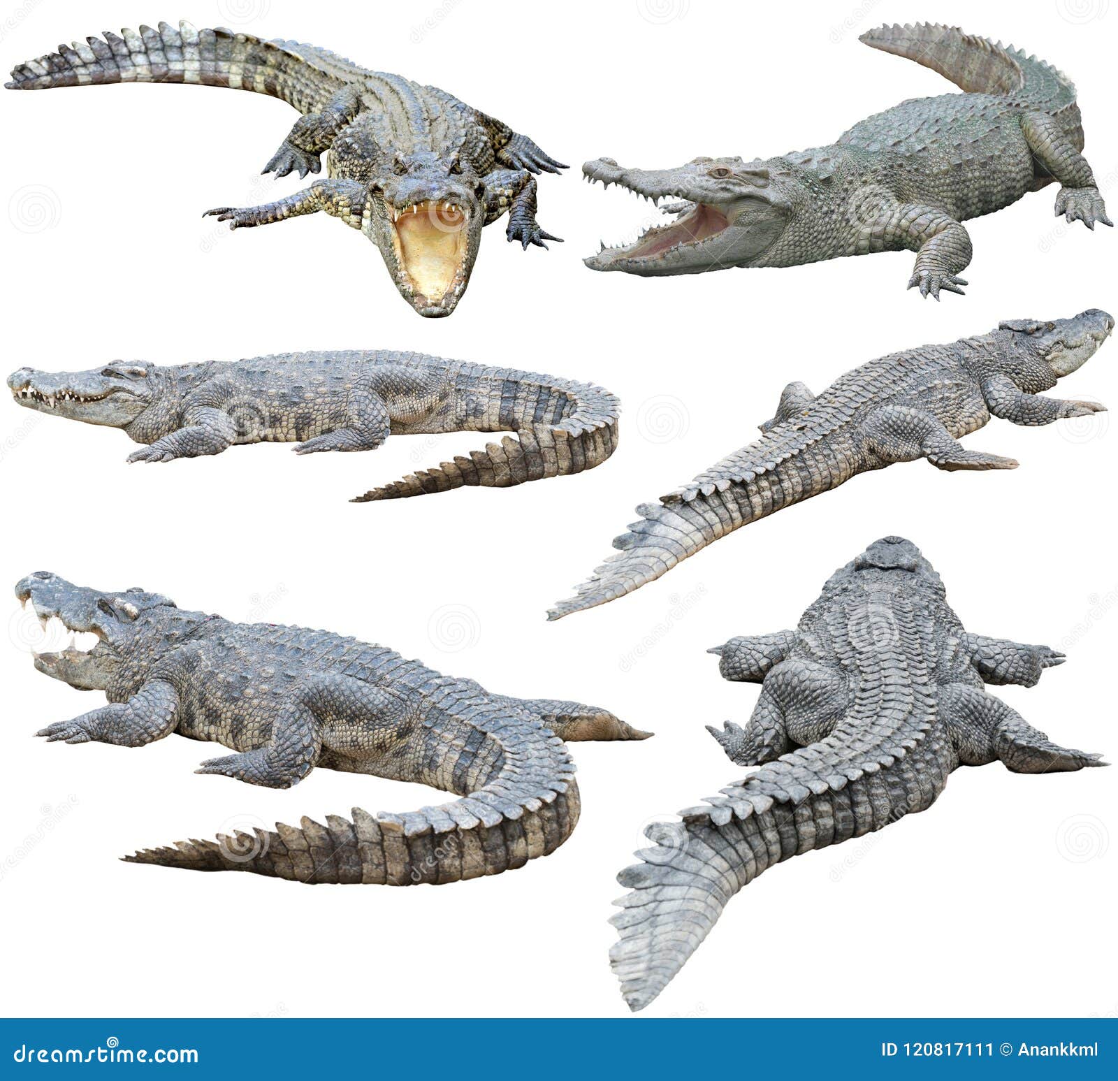 Siamese Crocodile, Crocodylus Siamensis, Freshwater Reptile Native To ...