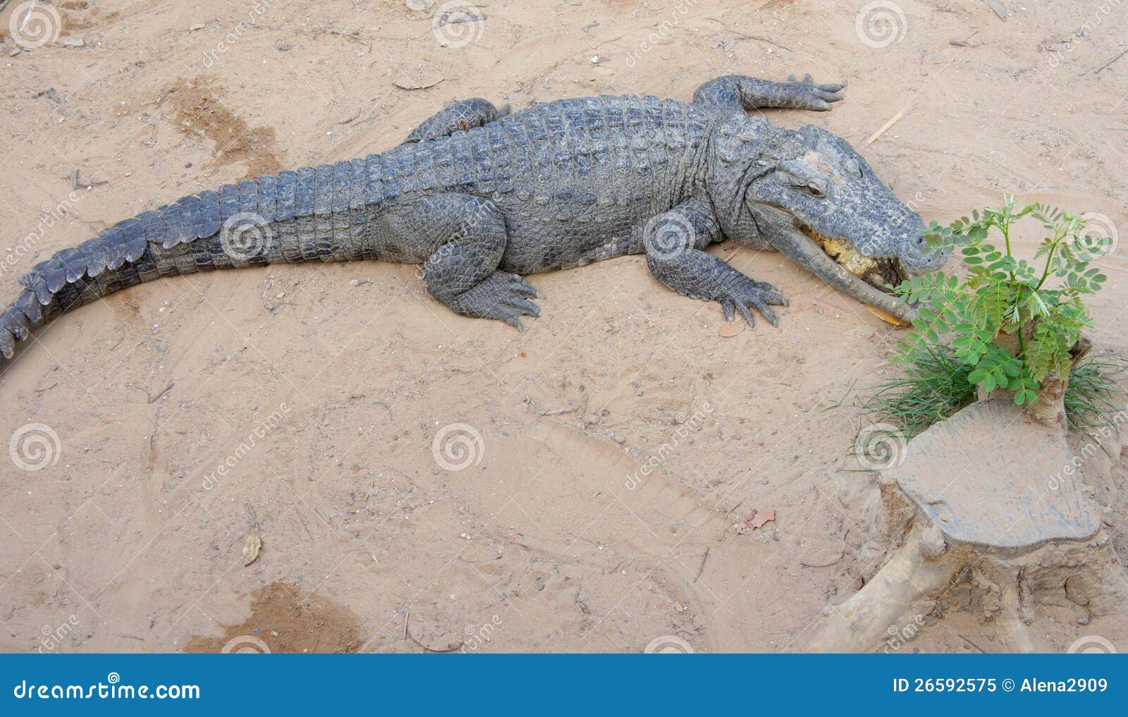 Siamese Crocodile on Land. Crocodile Farm. Editorial Image - Image of ...