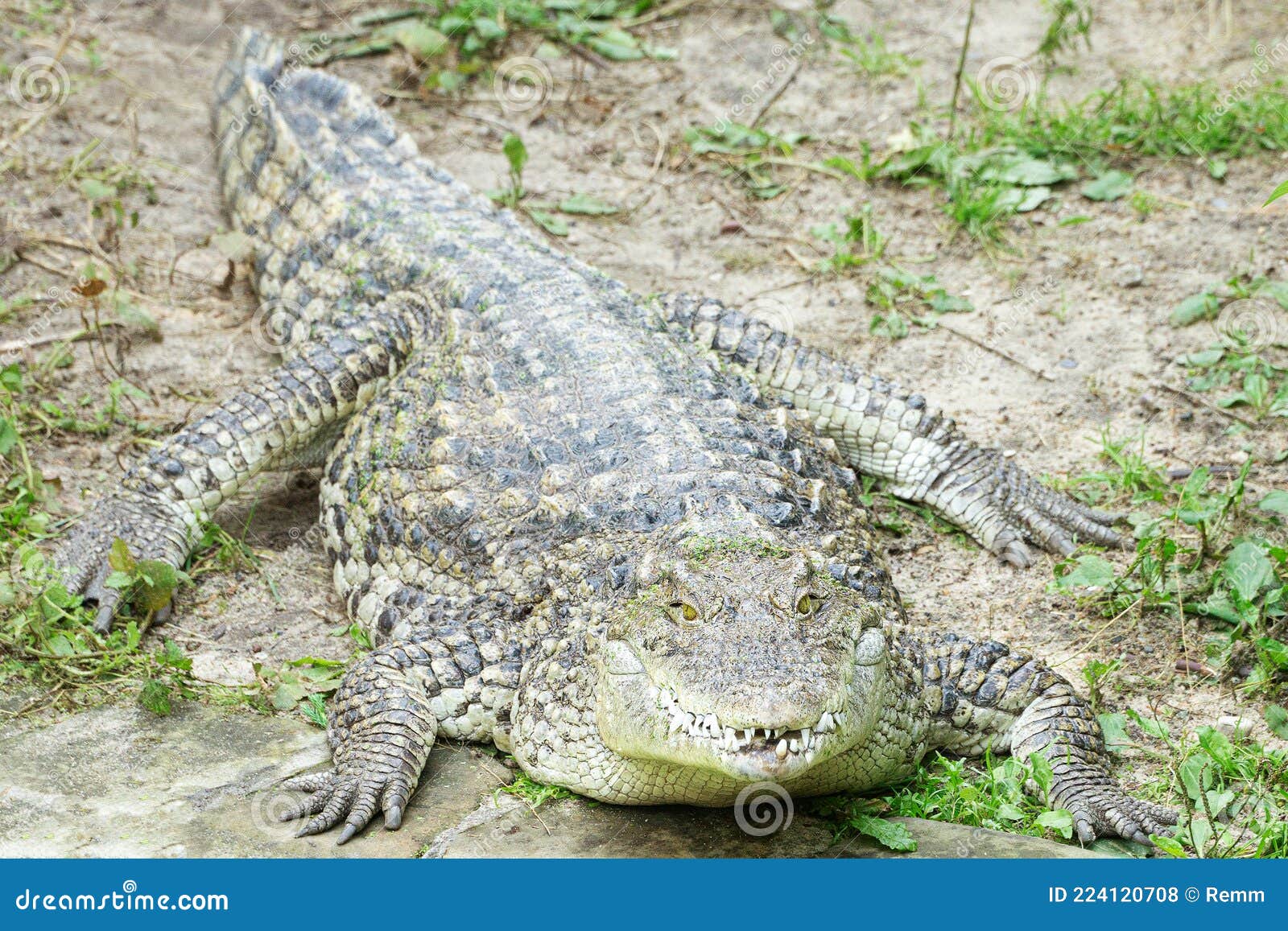 Siamese crocodile stock photo. Image of alligator, outdoors - 224120708