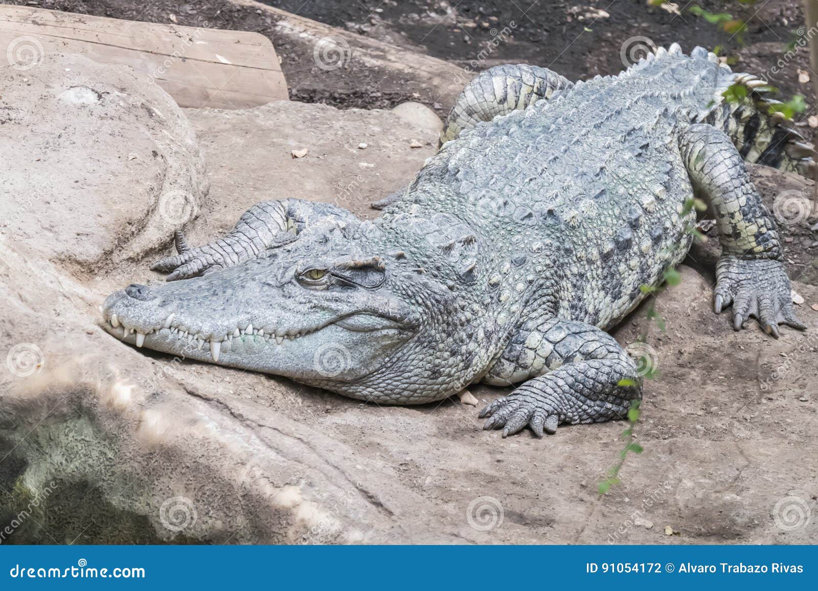 Siamese Crocodile Resting Quietly Near the Water Stock Photo - Image of ...