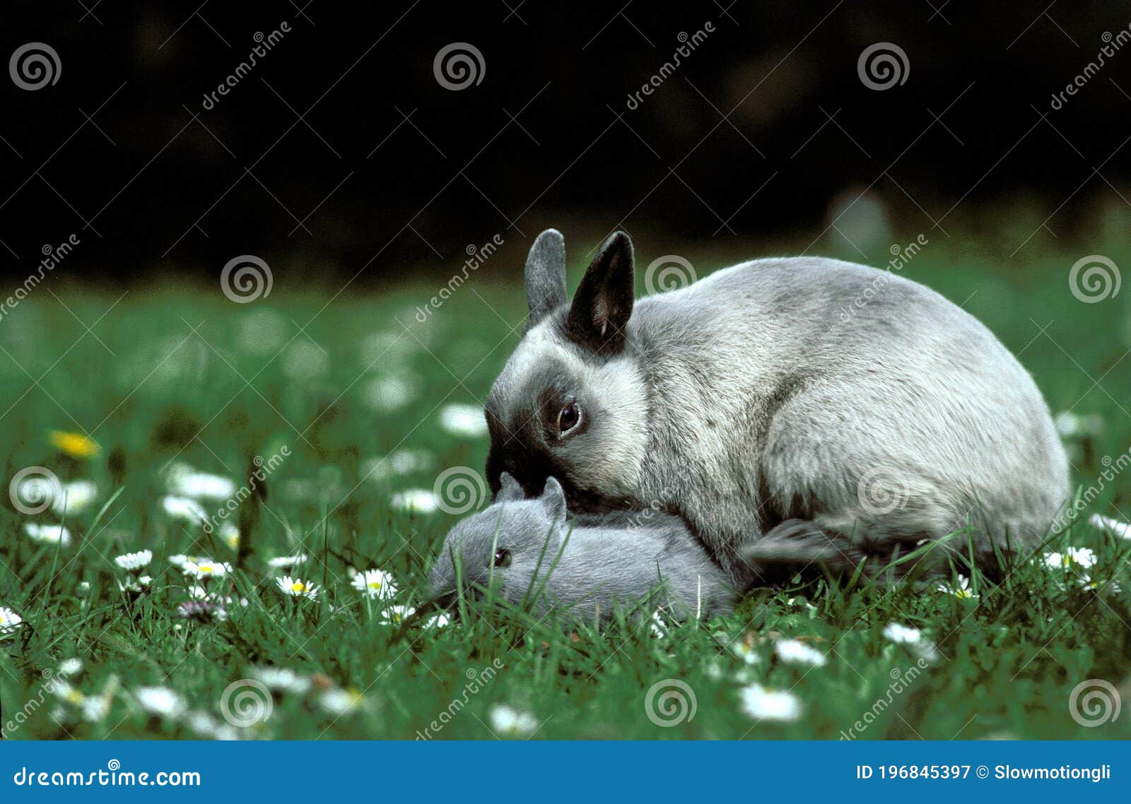 Siamese Dwarf Rabbit, Pair Mating Stock Image - Image of rabbit ...