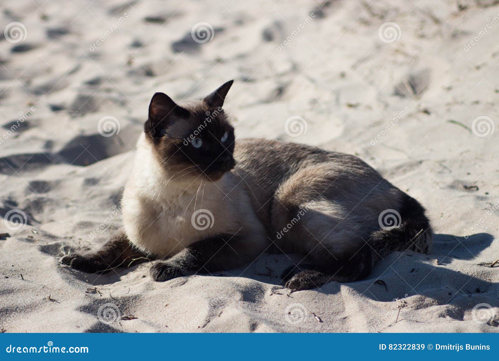 Siamese Female Cat Relaxing on Sandy Beach Stock Image - Image of ...