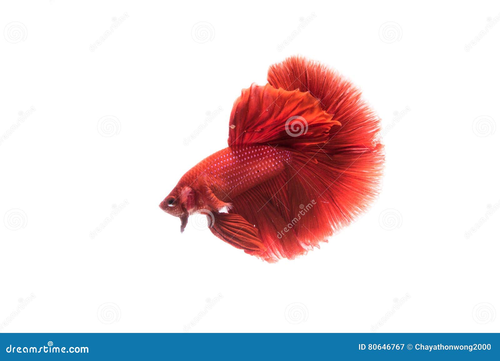 Siamese Fighting Betta Fish Stock Image - Image of background, tail ...