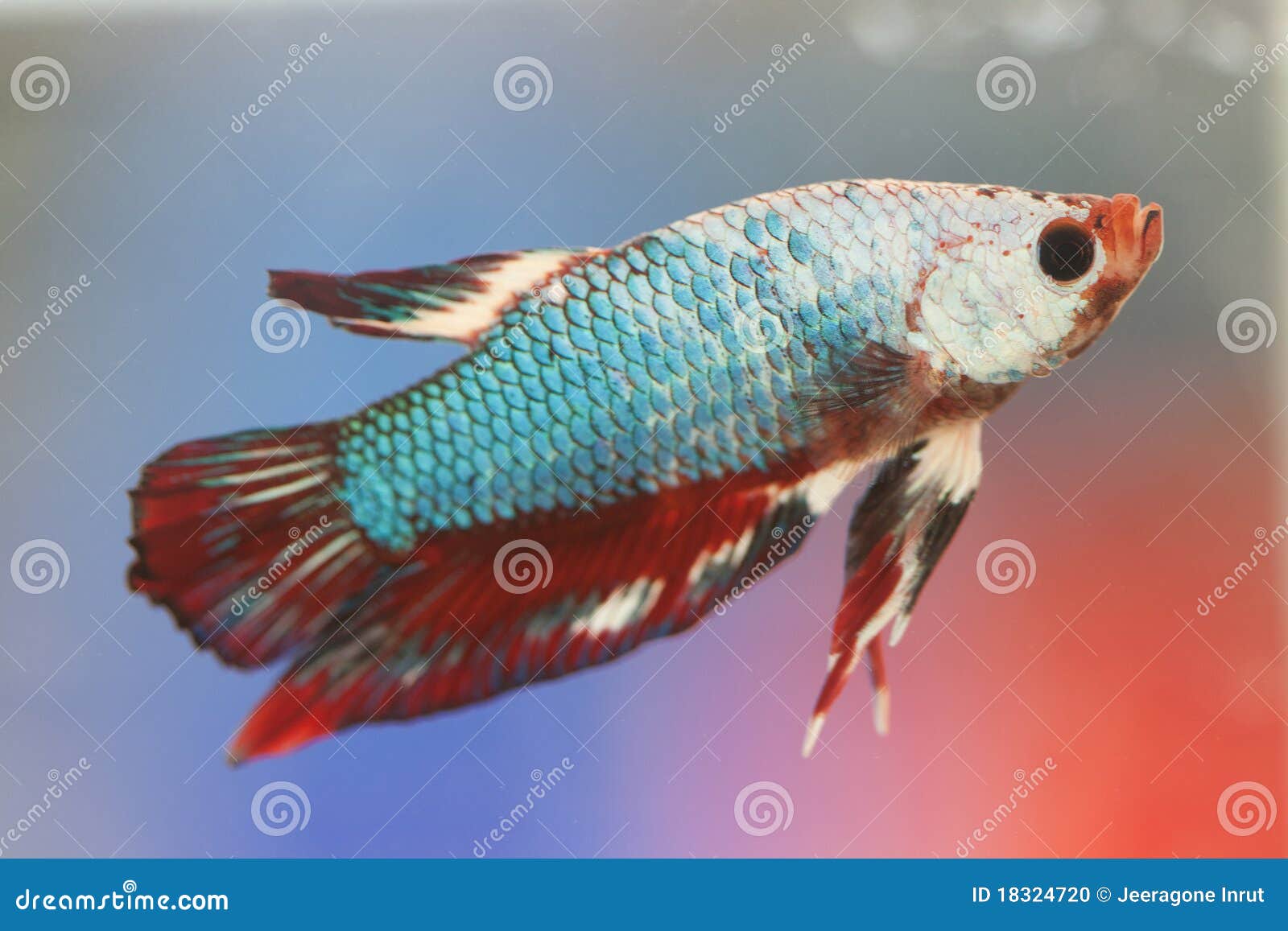 Siamese fighting fish stock photo. Image of apnea, thailand - 18324720