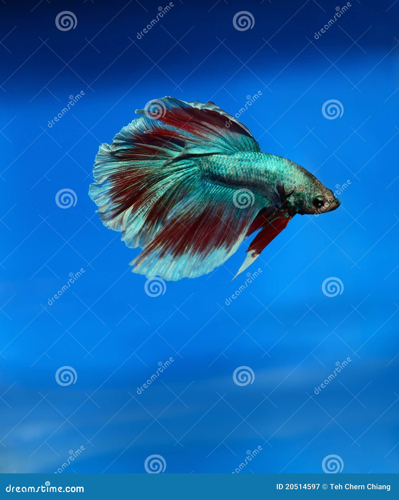 Siamese Fighting Fish Stock Photo | CartoonDealer.com #8855358