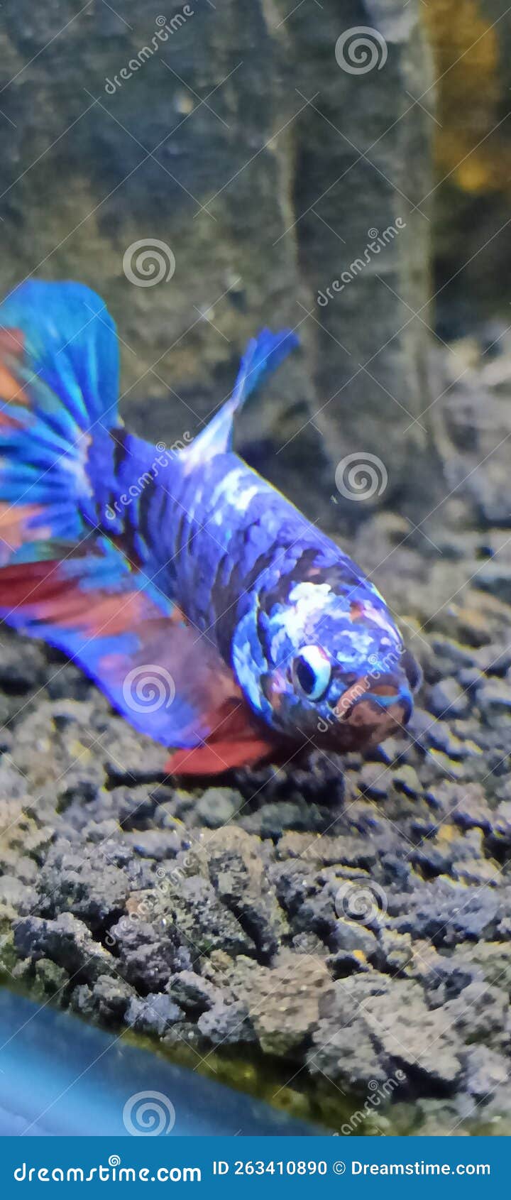 Siamese fighting fish stock photo. Image of wildlife - 263410890