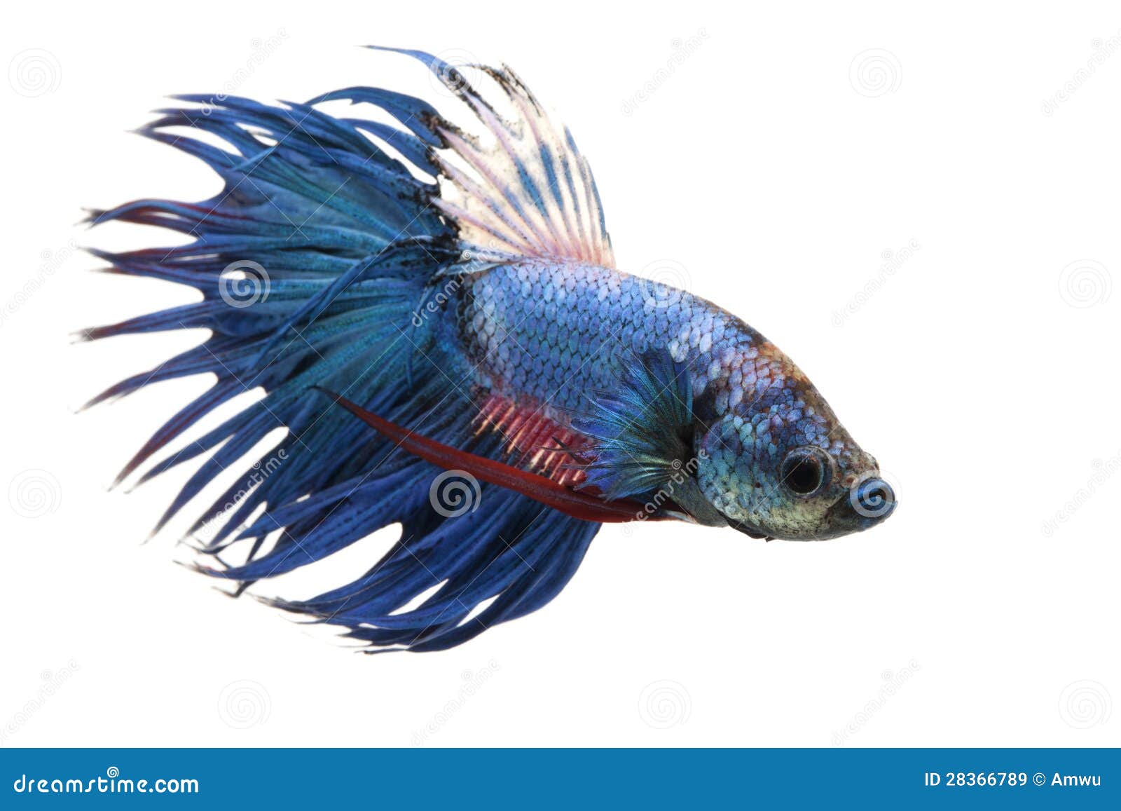 Siamese fighting fish stock image. Image of background - 28366789