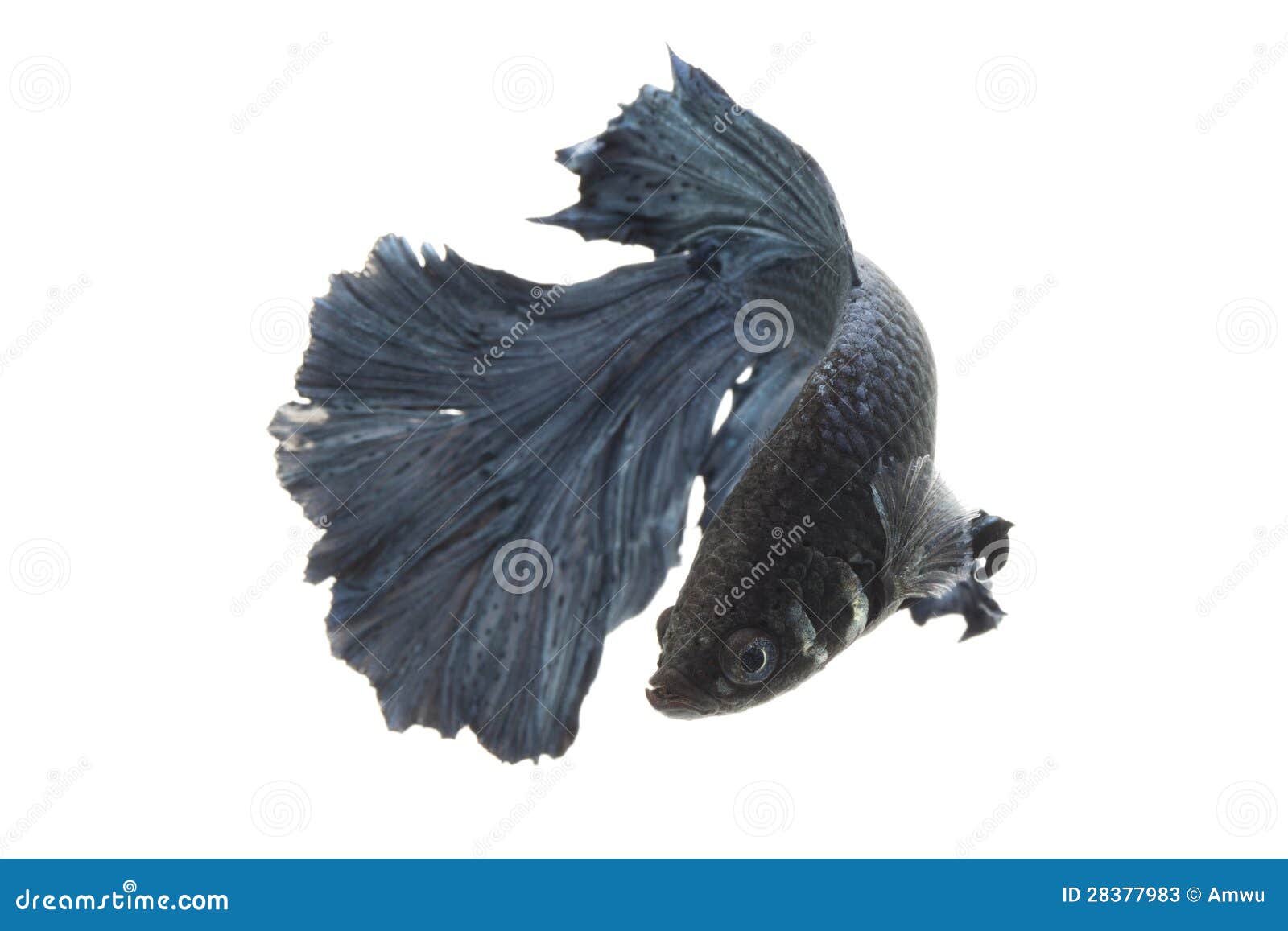 Siamese Fighting Fish Stock Photo | CartoonDealer.com #8855358