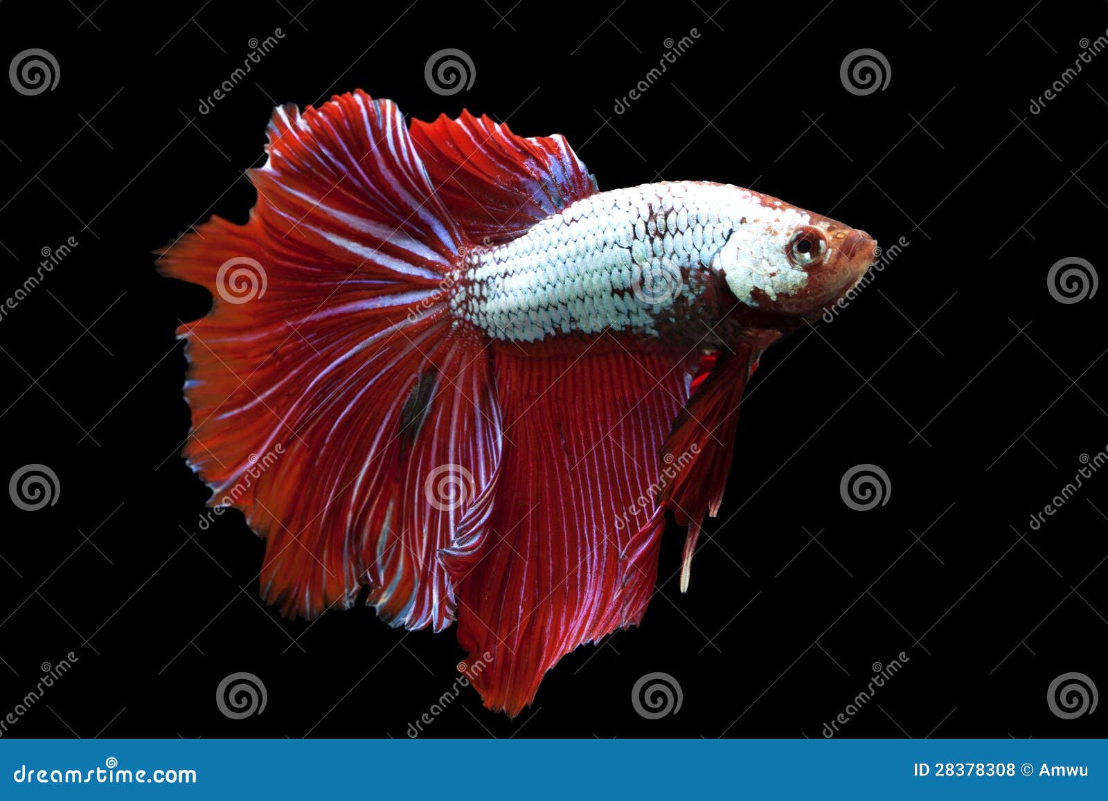 Siamese fighting fish stock photo. Image of copy, aggressive - 28378308