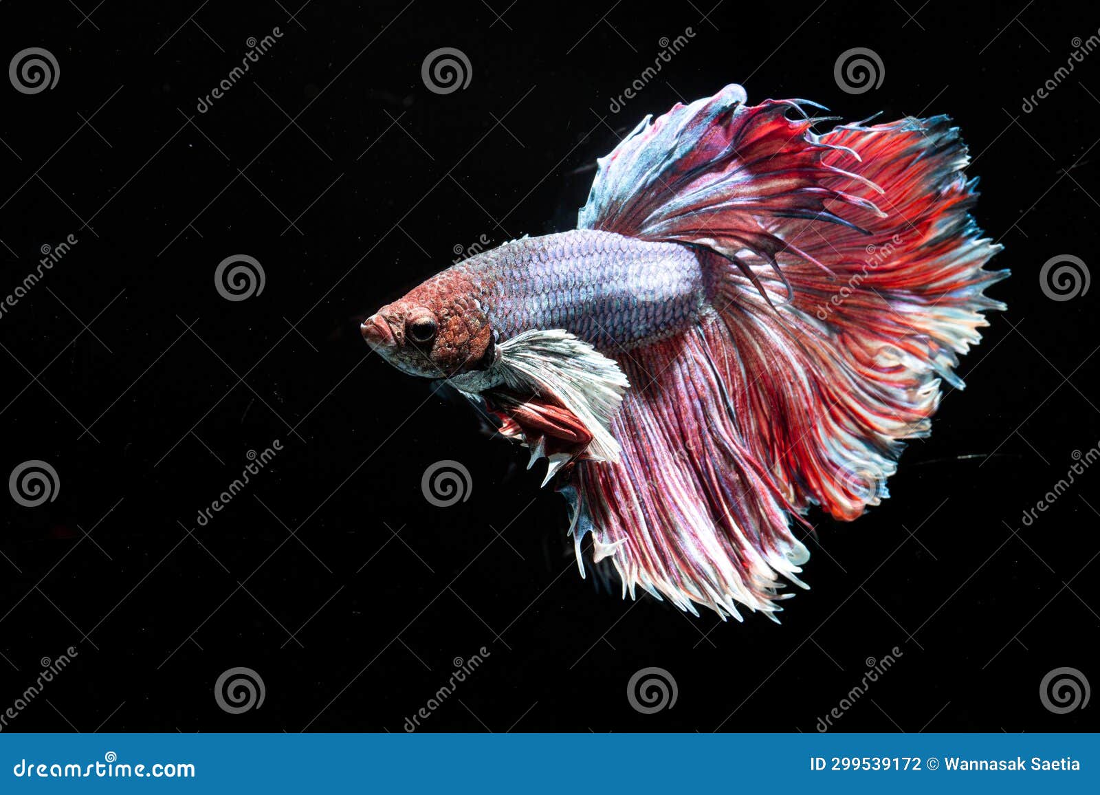 Siamese Fighting Fish in the Aquarium, Betta Splendens Stock Photo ...