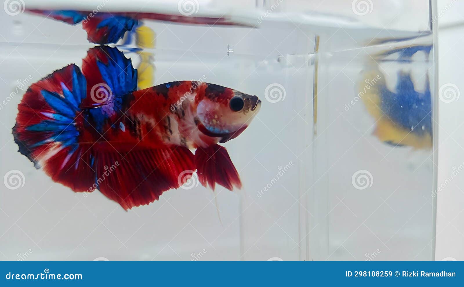 Siamese Fighting Fish Bagan Stock Image - Image of underwater, colored ...