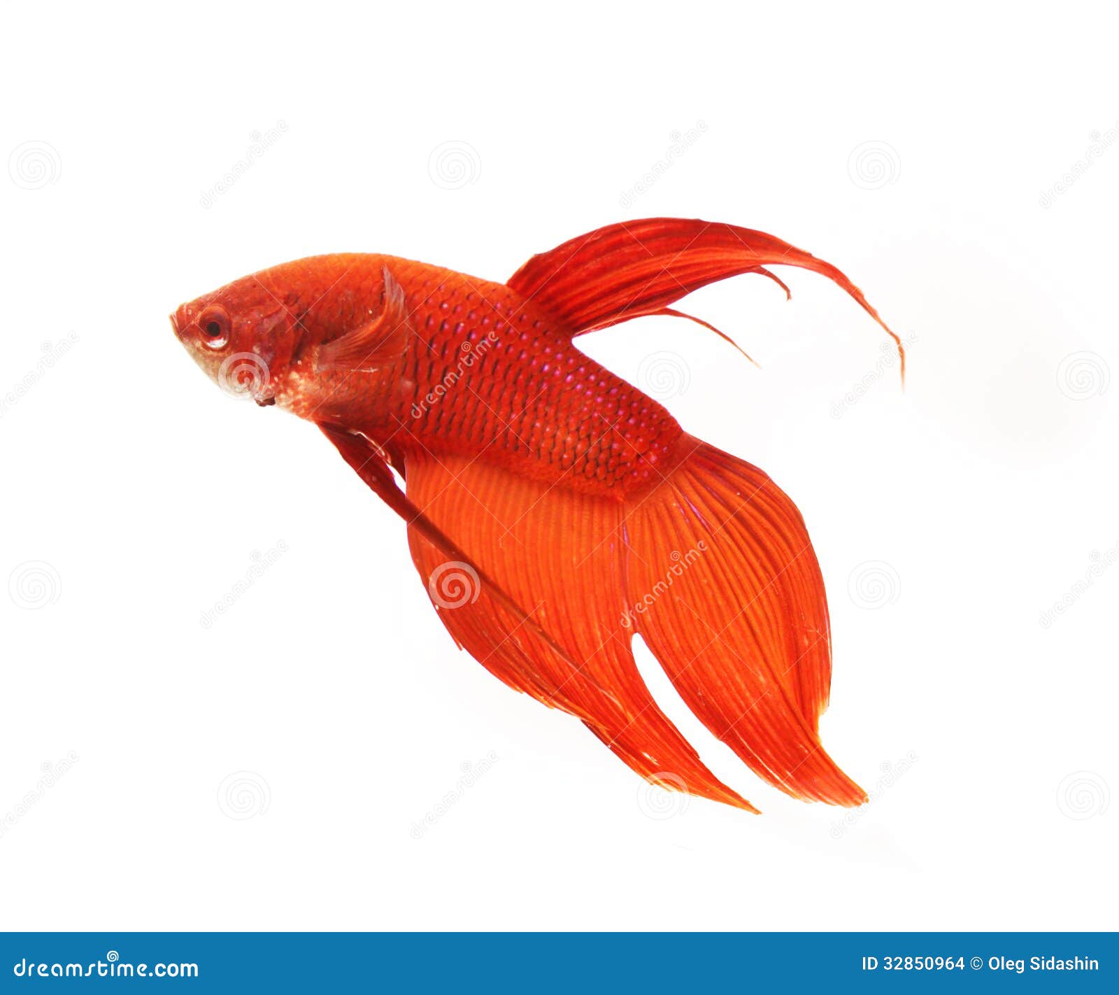 253 Side Eye Fighting Stock Photos - Free & Royalty-Free Stock Photos ...