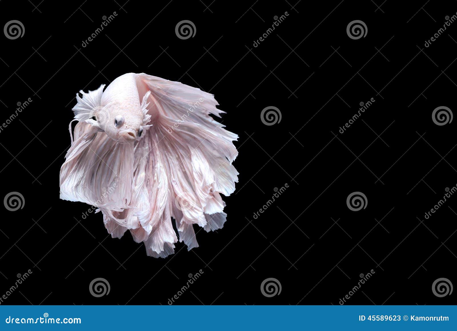 Siamese Fighting Fish , Betta Isolated Stock Image - Image of close ...