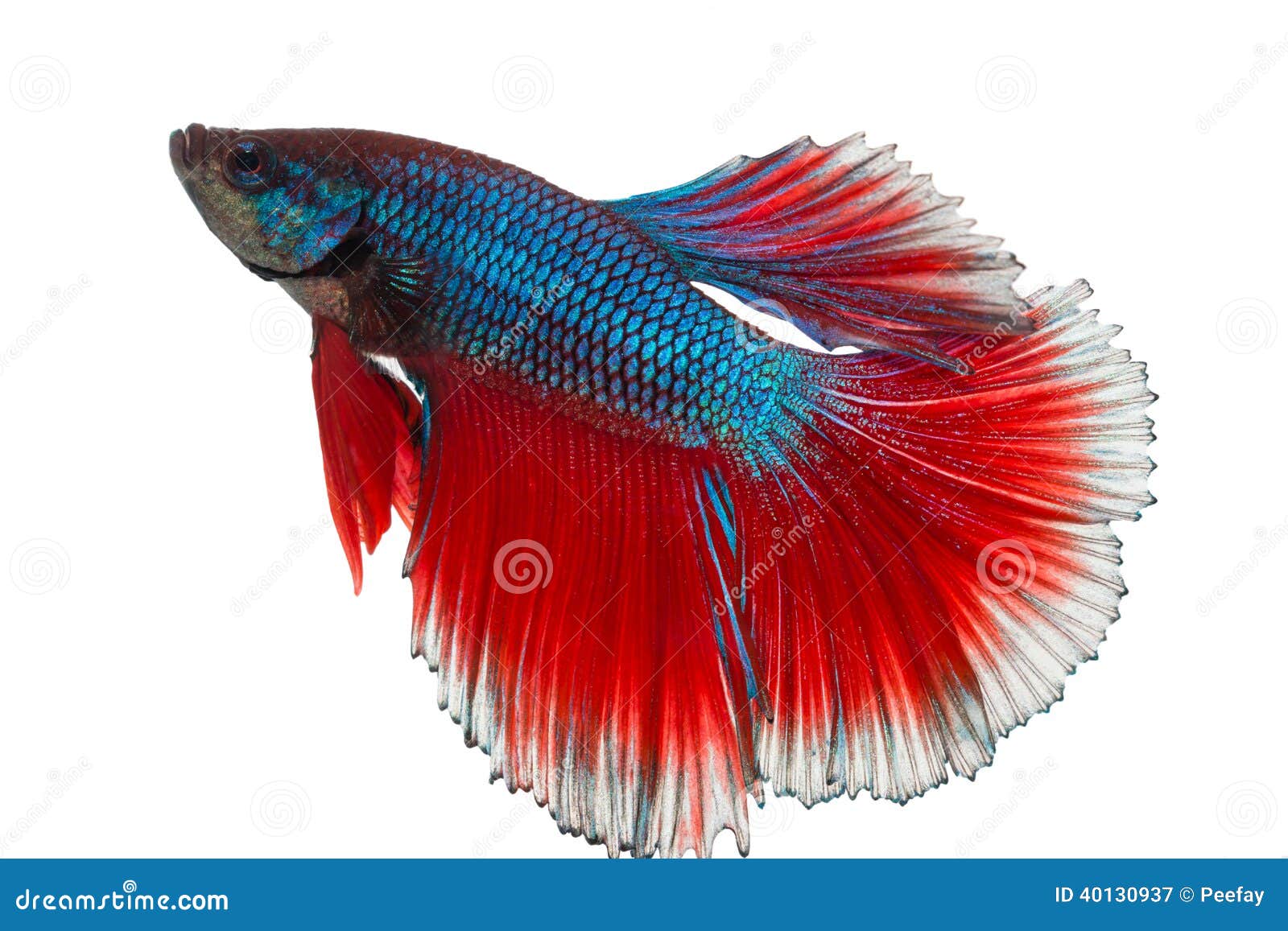 White And Blue Betta Fish