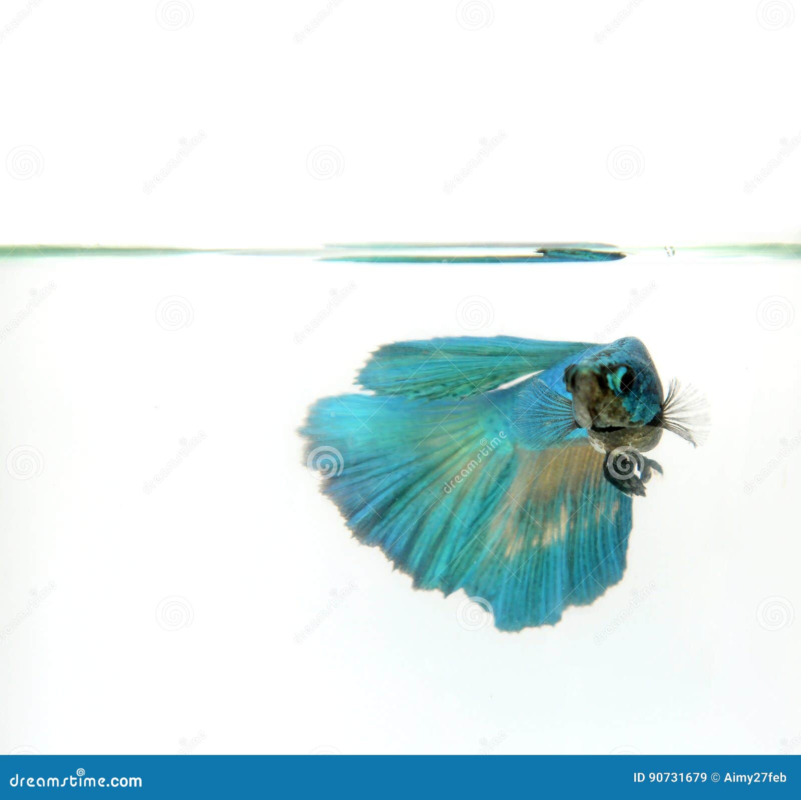 Siamese Fighting Fish, Betta Splendens, Half Moon Betta Swimming in ...