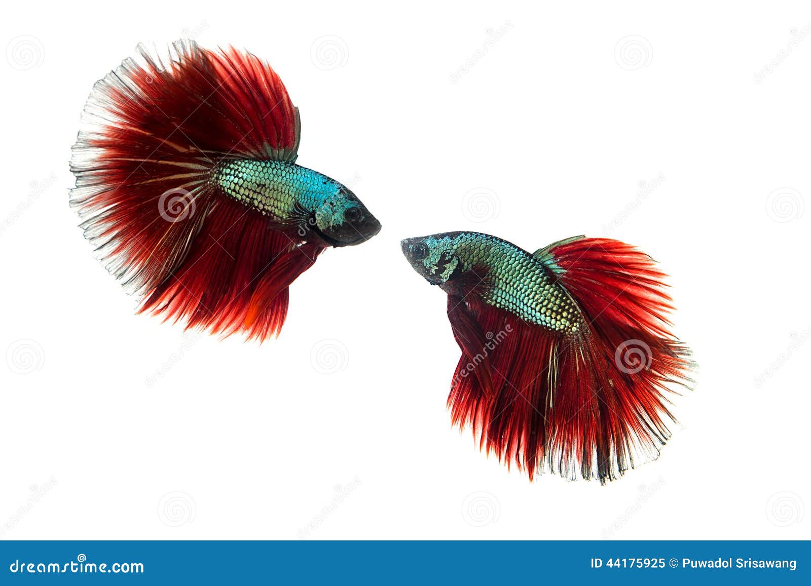 Siamese fighting fish stock image. Image of aggressive - 44175925
