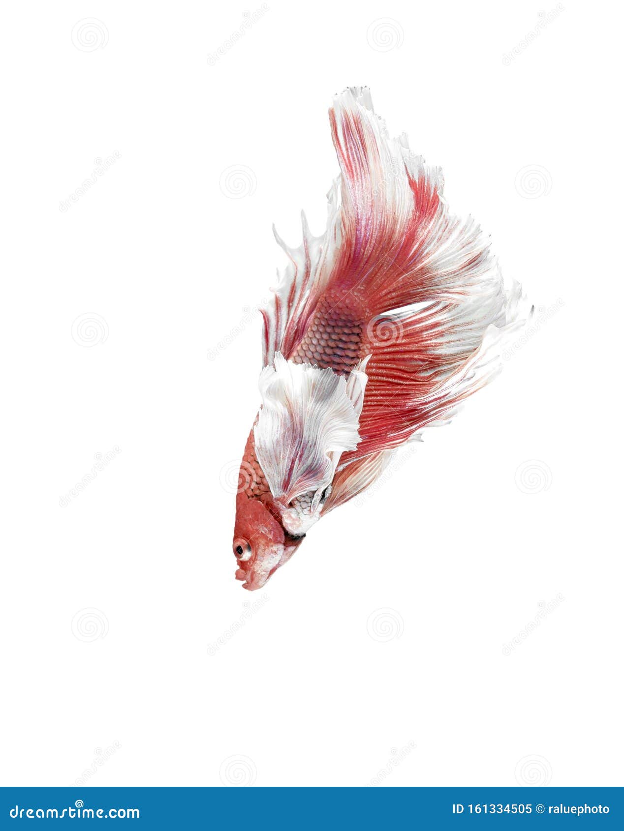 Siamese Fighting Fish, Betta Splendens on White Background, Half Moon ...