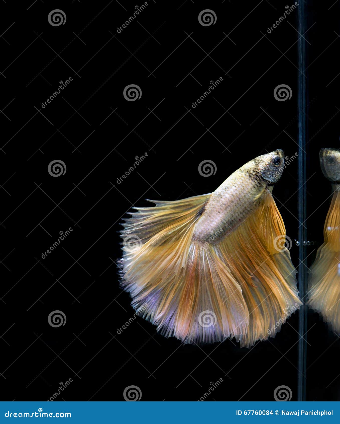Siamese Fighting Fish, Betta Splendens Stock Photo - Image of betta ...
