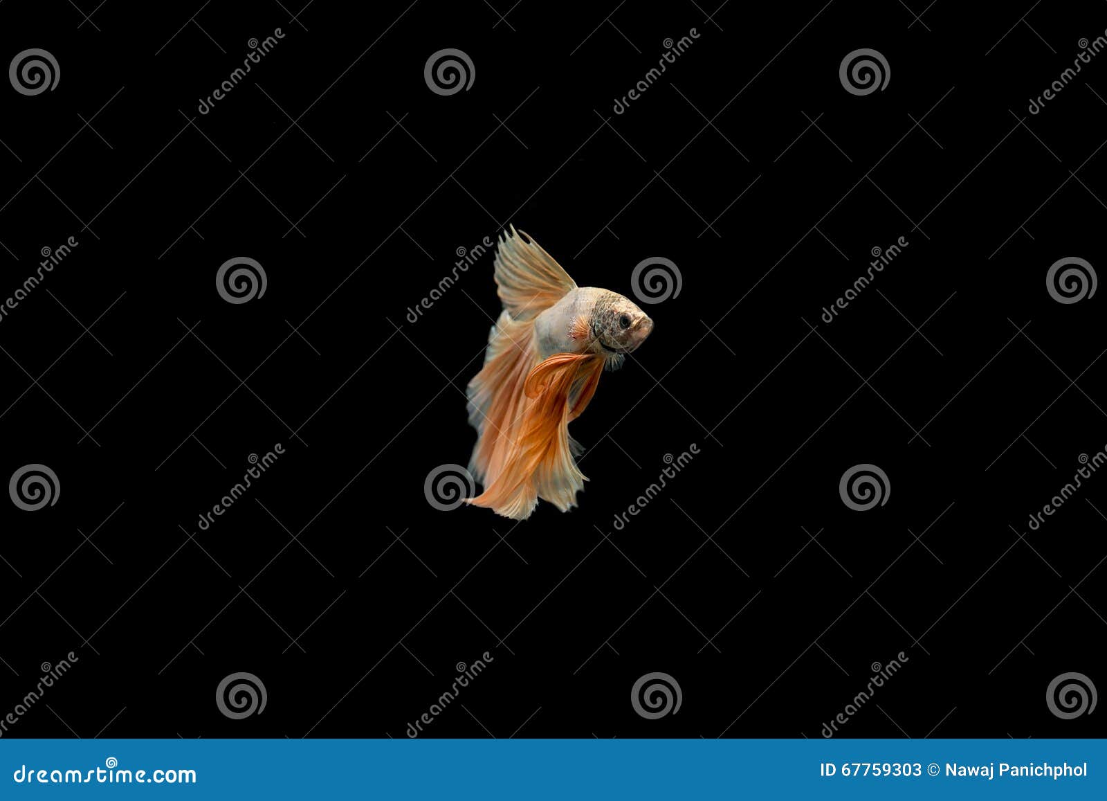Siamese Fighting Fish, Betta Splendens Yellow Fin Tail Stock Image ...