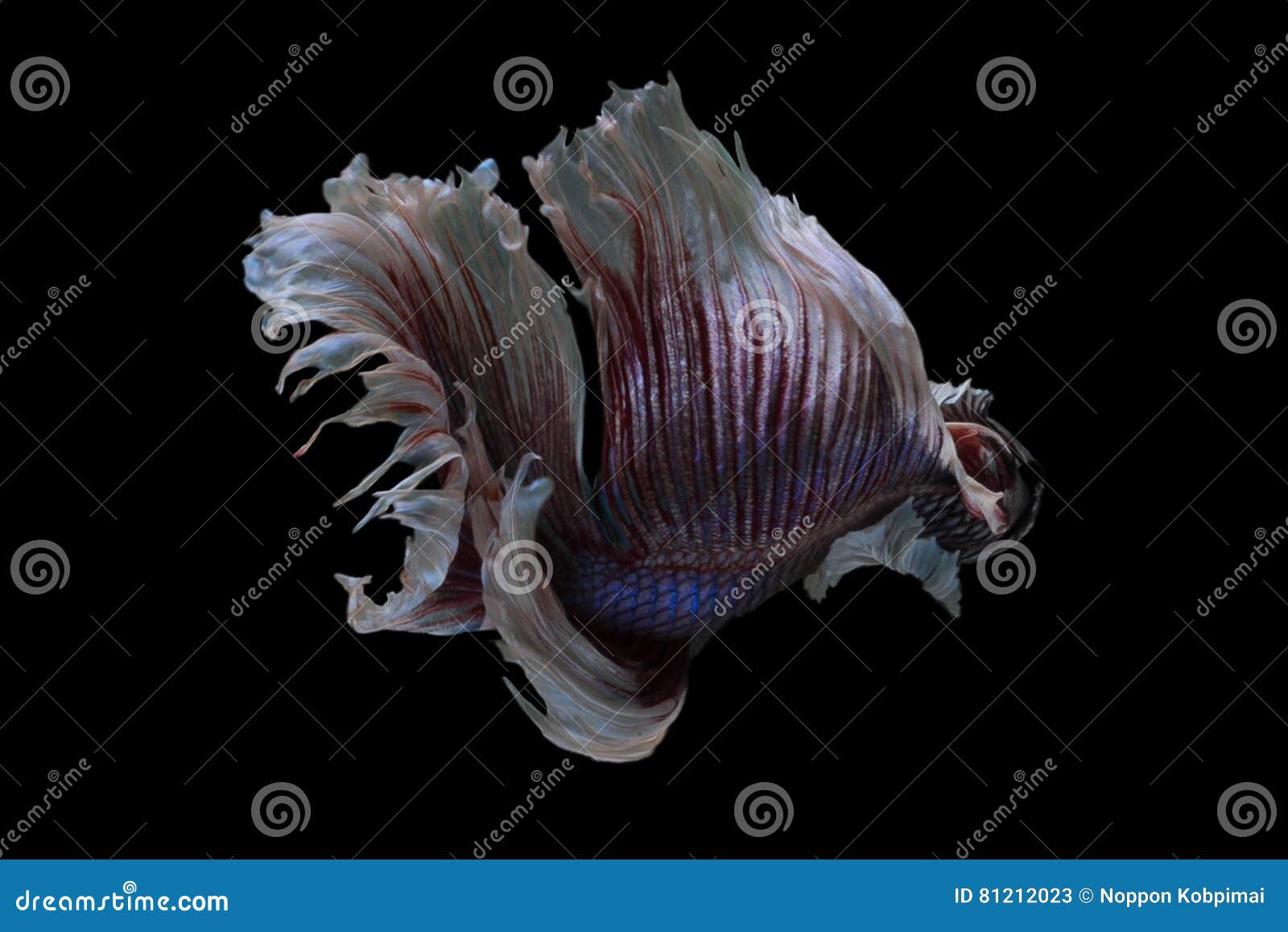 Siamese Fighting Fish Big Ear Dumbo Halfmoon Fancy Betta Stock Image ...
