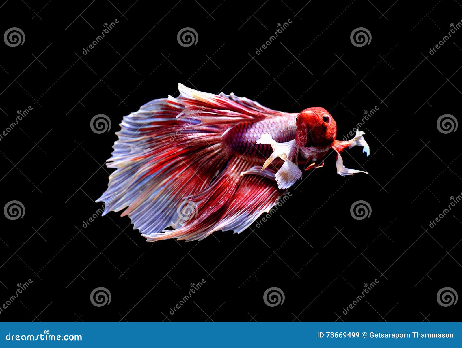 Siamese Fighting Fish Close Up Stock Image - Image of close, nature ...