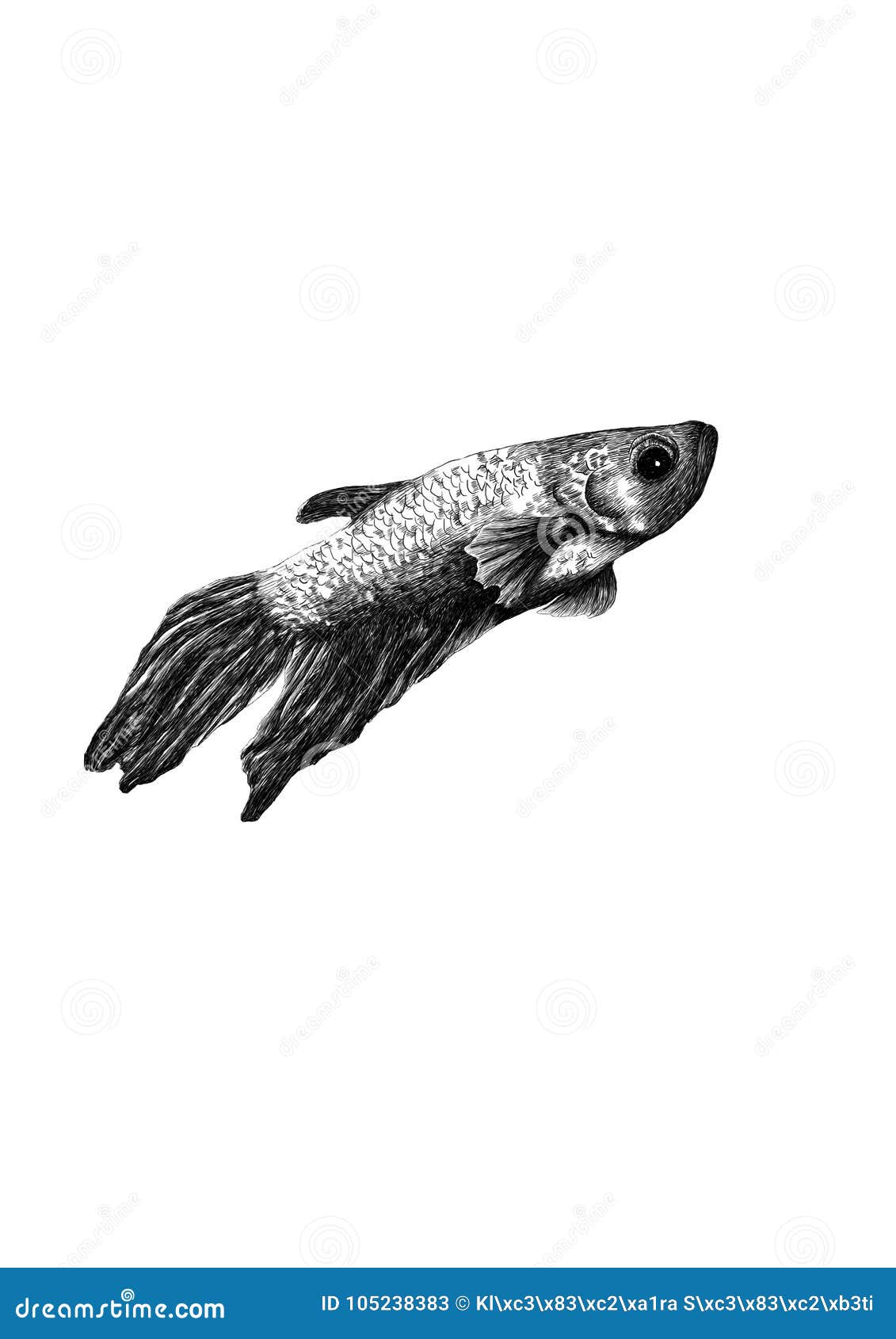 Siamese Fighting Fish Drawing Stock Illustration - Illustration of ...