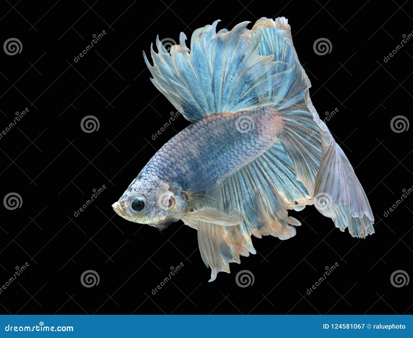 Siamese Fighting Fish Fight Blue Fish, Betta Splendens, Betta Fish ...